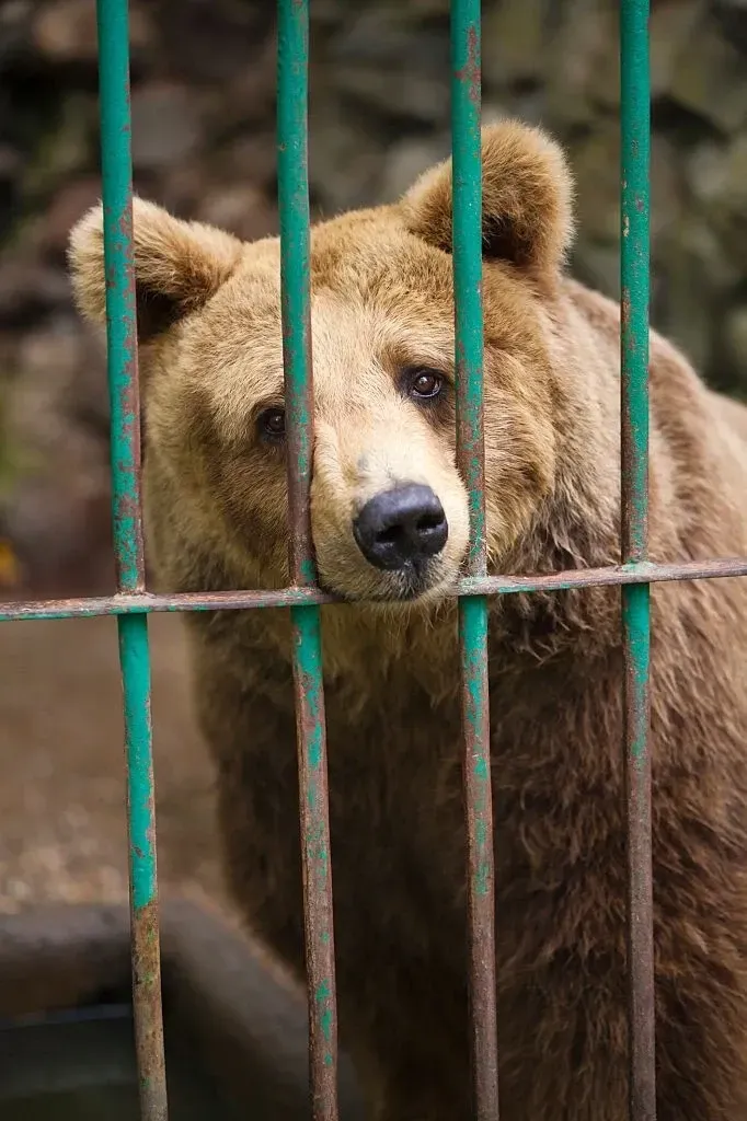 Bear Alert | Bear Alert